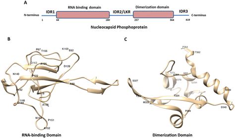 The Schematic Structure Of Nucleocapsid Phosphoprotein N Protein Of