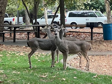 Deer Grace Hooker Oak Photos Chico Enterprise Record