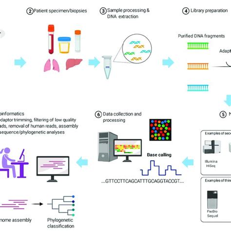 The Workflow Of Using Next Generation Sequencing Ngs For The