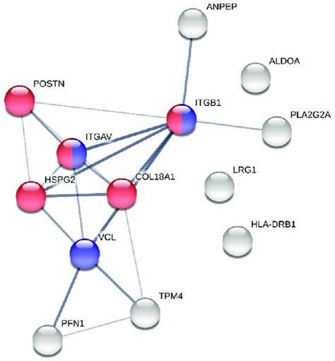 Protein Protein Interaction Network Of The Aortic Valve Proteins Download Scientific Diagram