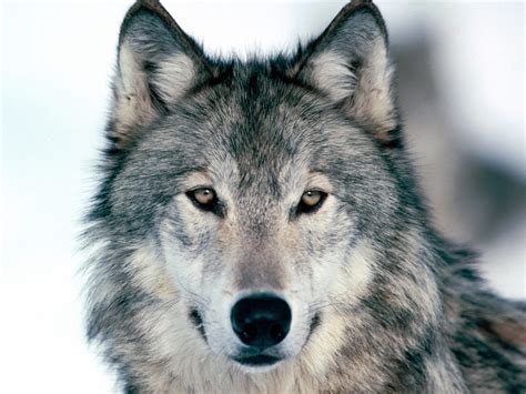 Black And White Werewolf
