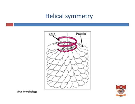 Virus Morphology Ppt