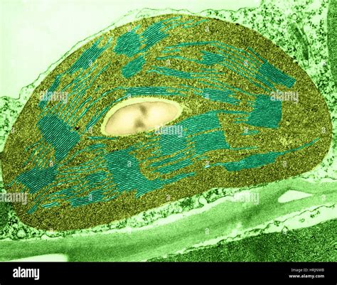 Chloroplast Electron Microscope