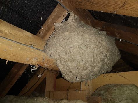 New Homeowner Finds Massive Wasp Nest In Attic Diy News Uk