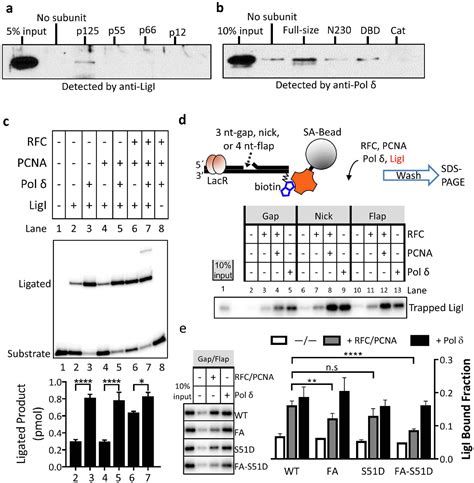 Figure 4 From Dynamic Dna Bound Pcna Complexes Co Ordinate Okazaki Fragment Synthesis