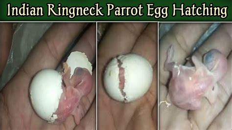 Indian Ringneck Parrot Egg Hatchingbirds Egg Hatchinghatching Parrot
