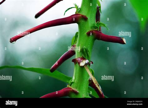 Close Up Of Cassava Plant Close Up Of Young Green Cassava Stems And