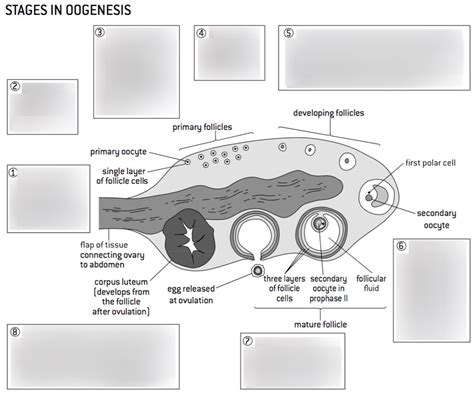 Oogenesis Stages Annals Of The New York Academy Of Sciences Science