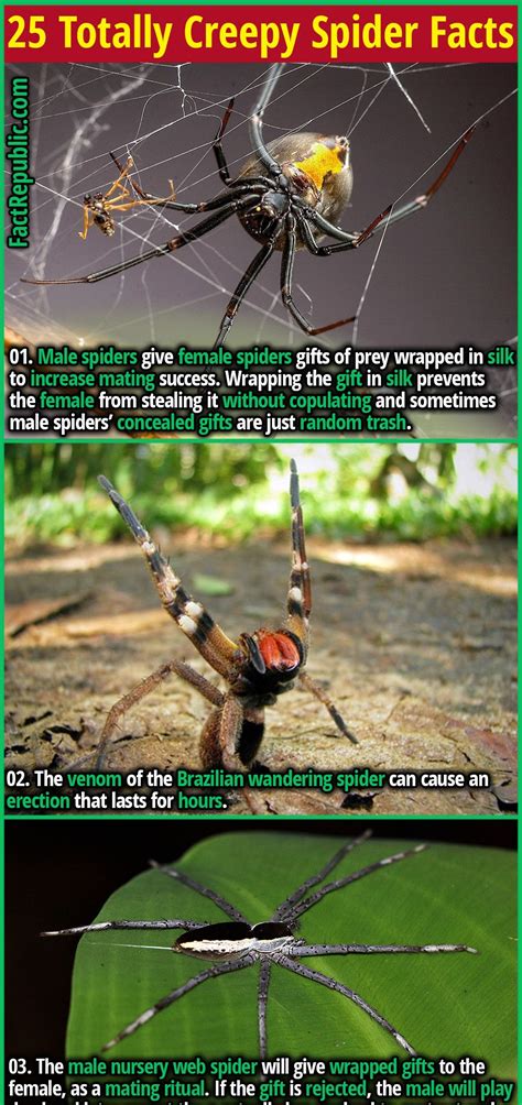 25 Totally Creepy Spider Facts Thatll Keep You Up At Night Fact