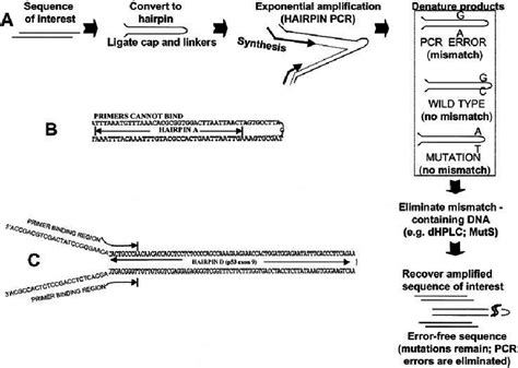 Outline Of Hairpin Pcr A Scheme For Removing Pcr Errors Following