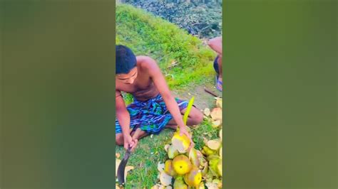 তাল গাছ Youtube