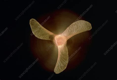 High Speed Photograph Of The Seed Of A Maple Tree Stock Image B787 0271 Science Photo Library