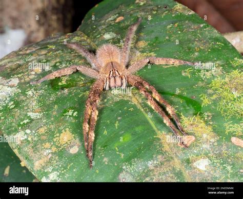 The Highly Venomous Brazilian Wandering Spider Phoneutria Fera On A