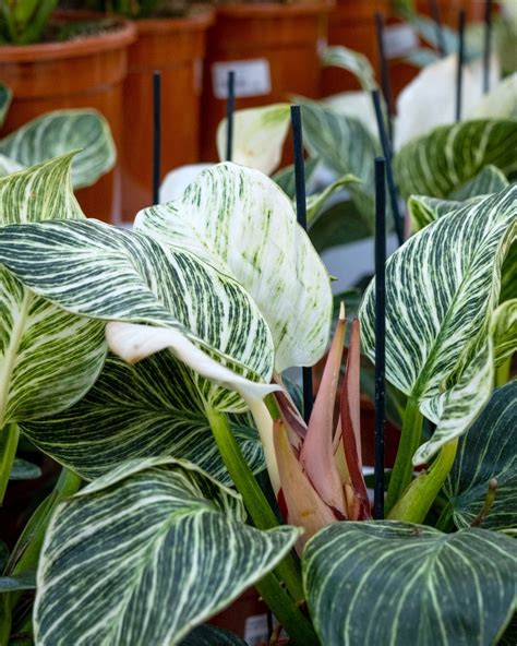 Philodendron Birkin Philodendron Birkin