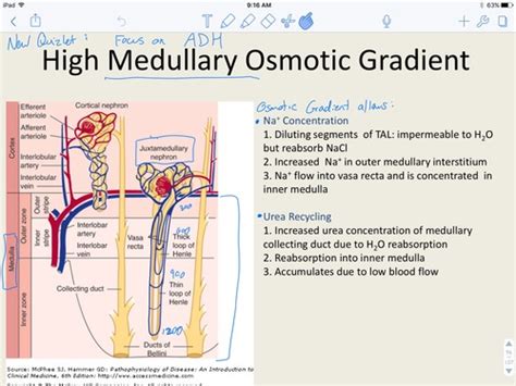 Adh And Medullary Osmotic Gradient Flashcards Quizlet