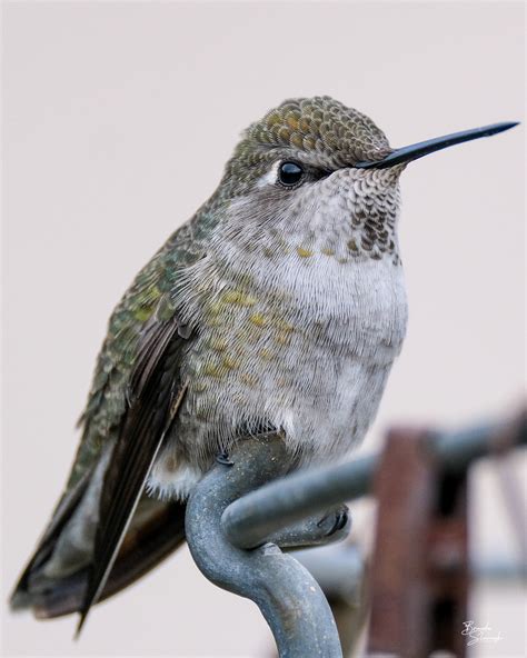Wildlife Feature Allens Hummingbird — Brandon Slavinski Multimedia Producer