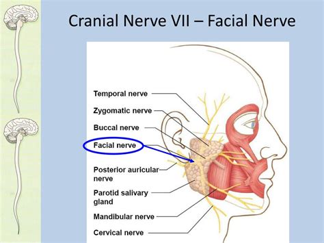 Ppt Nervous System Subdivisions Powerpoint Presentation Free Download Id 3736698