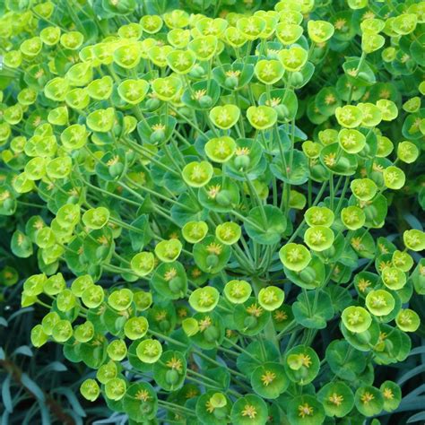 Euphorbia Amygdaloides Subsp Robbiae White Flower Farm