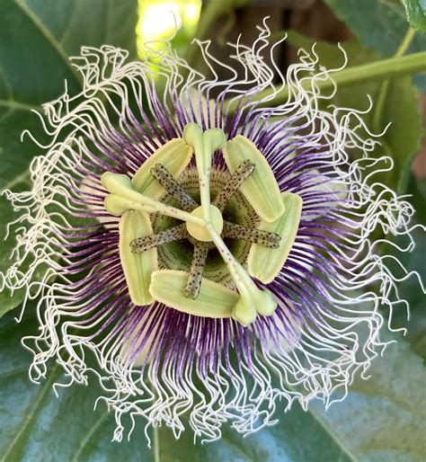 Growing And Choosing The Best Passion Flower Varieties For Your Garden