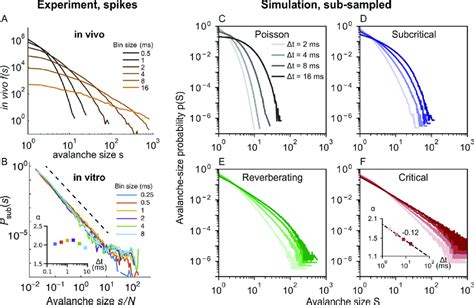 In Vivo Avalanche Size Distributions Ps From Spikes Depend On Download Scientific Diagram