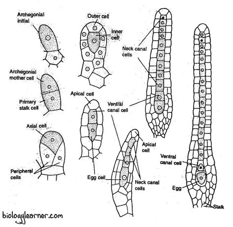 Polytrichum Distribution Structure Reproduction