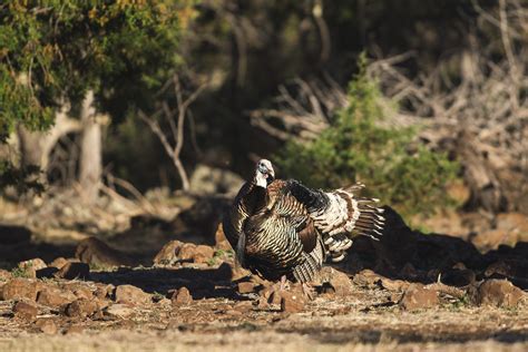 Habitat Selection Of Goulds Wild Turkeys In Southeastern Arizona