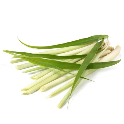 Buy Bulk Lemongrass Oil Jedwards International