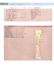Lab Manual Assignment Chap 6 Skeletal System Pdf Course Hero