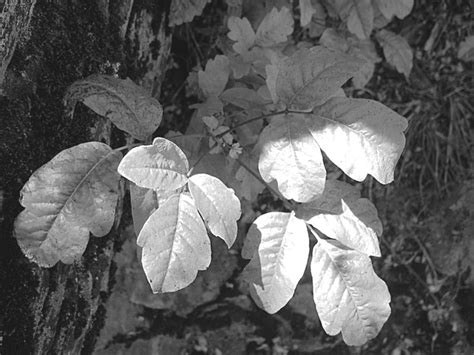 Toxicodendron Dermatitis Poison Ivy Oak And Sumac