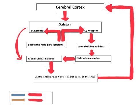 Direct Indirect Diagram Diagram Quizlet
