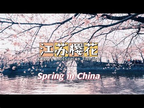 Spring in China江苏无锡太湖樱花如梦似幻 Cherry blossoms in Taihu Lake are like