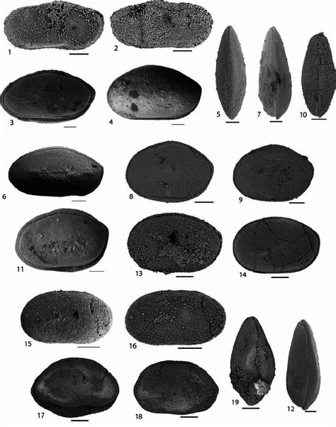 Holotype Collection Number P6m2341 Left Download Scientific Diagram