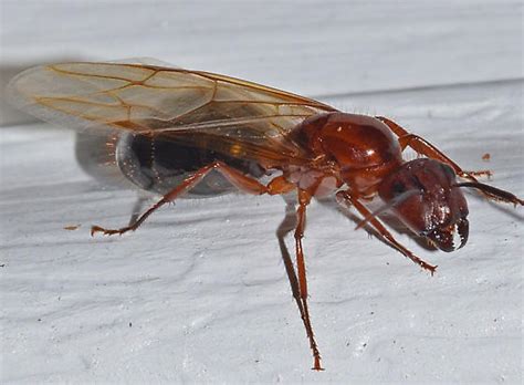 Camponotus Floridanus Bugguidenet