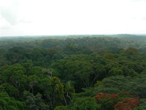 Can Trees Be More Efficient In Warmer Climates Research Communities By Springer Nature