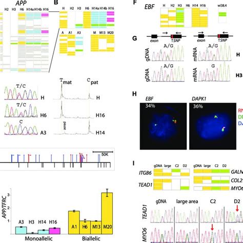 Monoallelic Expression In Autosomal Genes A Monoallelic Expression
