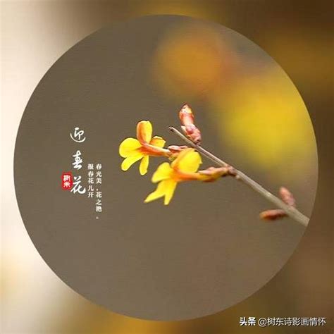 等閒識得東風面萬紫千紅總是春品讀古詩感受不一樣的春天 每日頭條