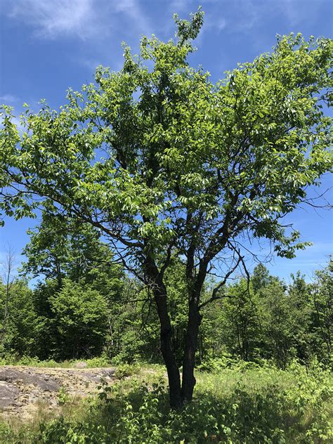 Black Cherry Tree Facts At Jill Farris Blog