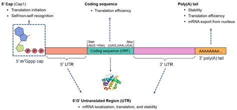 Ivt Mrna制备 云舟生物
