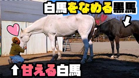 放牧場で白馬のお尻をペロペロ舐めるイケメン黒馬と人に甘える大きな白馬。どうしてこうなった。【ツルマルボーイ様のシモベ】 Youtube