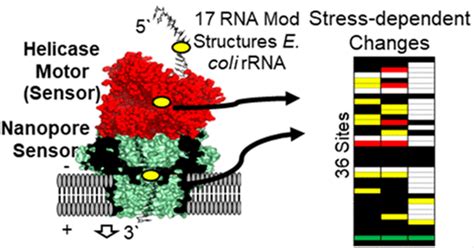 Asap Direct Nanopore Sequencing For The 17 Rna Modification Types In 36 Locations In The E