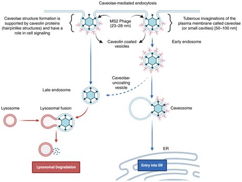 Representation Of Caveolin Mediated Endocytosis For Bacteriophage Ms2