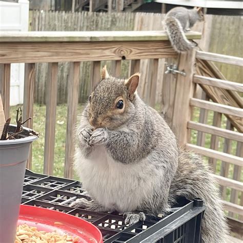 Rain Squirrel Rsquirrels