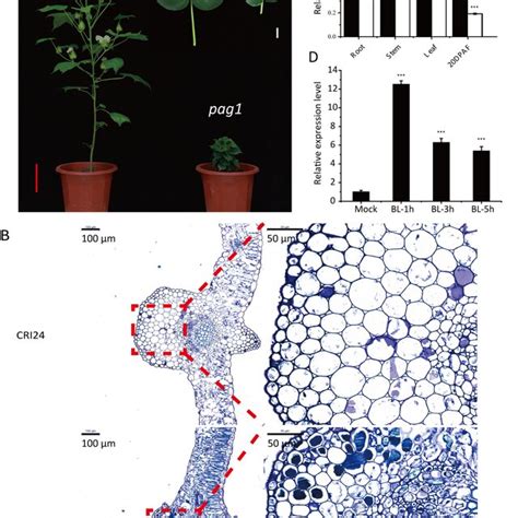 Leaf Phenotype Of Br Deficient Mutant Pag1 Cotton Plants And Ghexo2