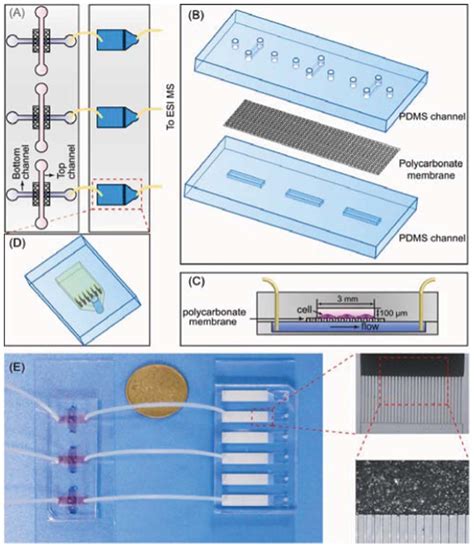 Schematic Illustration Of The Microfluidic Device A The Overall Download Scientific Diagram