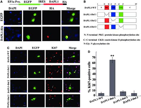 Subcellular Localization And Functional Domain Analysis Of Dapl1