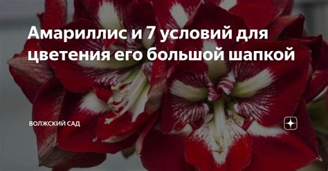 Амариллис и 7 условий для цветения его большой шапкой Волжский сад Дзен