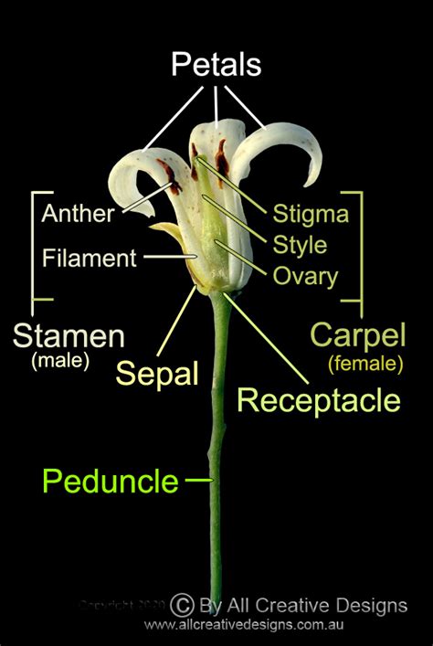 Flowers Characteristics In The Identification Of Tree Species Australia
