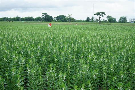 မအူပင်မြို့နယ်၌ ဆောင်းသီးနှံစိုက်ပျိုးရာသီတွင် ဆီထွက်သီးနှံစုံ ၁၃၅၈၈ ဧက စိုက်ပျိုးပြီးစီး