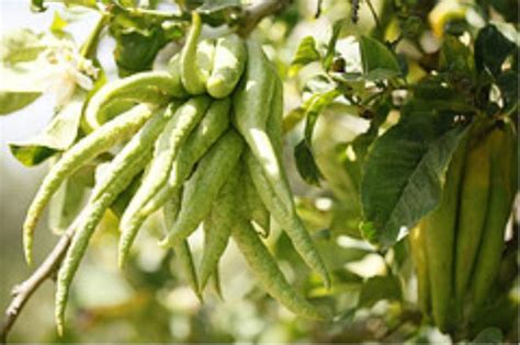 세상에서 가장 특이한 과일 부처손귤 네이버 블로그