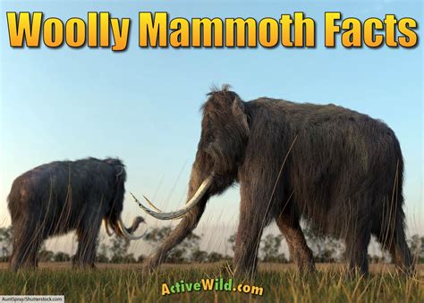 Woolly Mammoth Habitat Woolly Mammoth Habitat Yjdyb